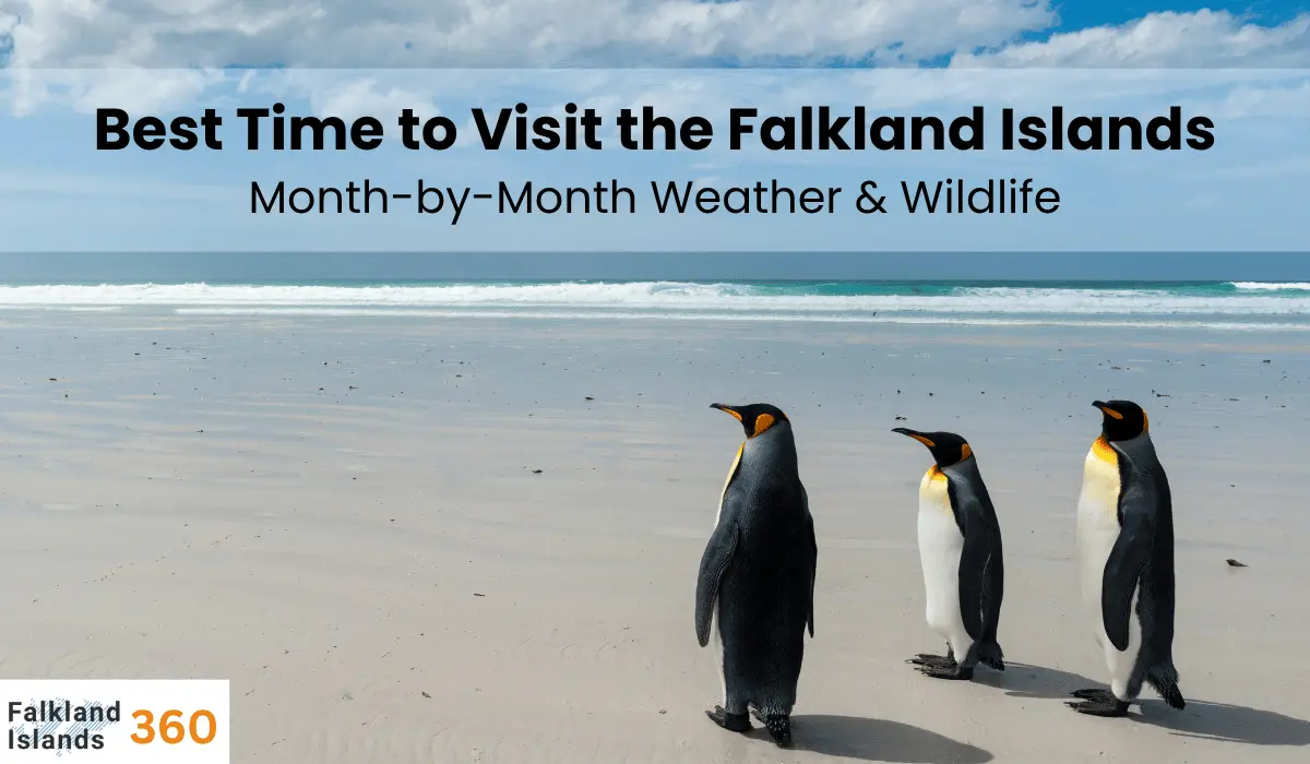 Best Time to Visit the Falkland Islands: Month-by-Month Weather & Wildlife